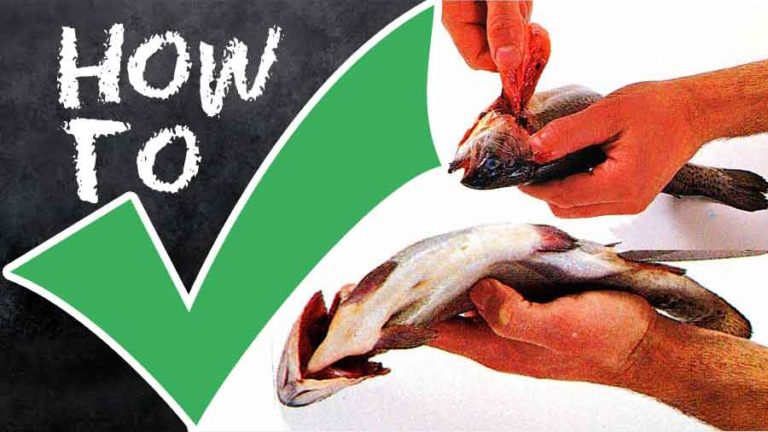 How to Clean a Whole Fish Through the Gills - RecipeMatic