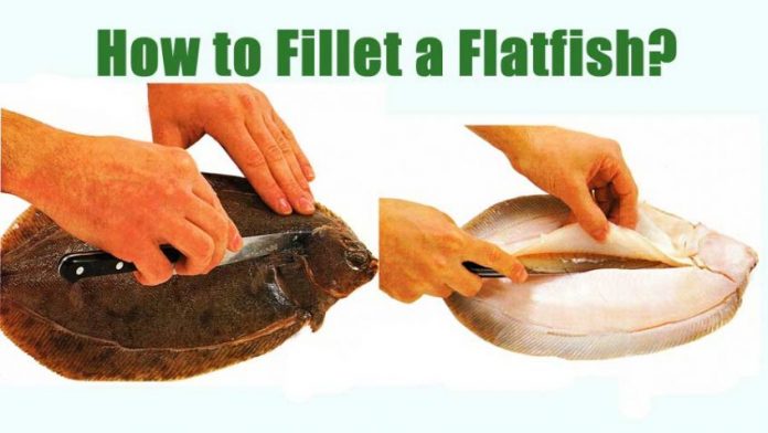 How to Fillet a Flatfish? - RecipeMatic